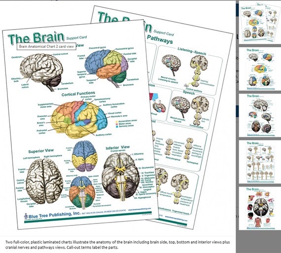 Brain Anatomical Charts - Etsy