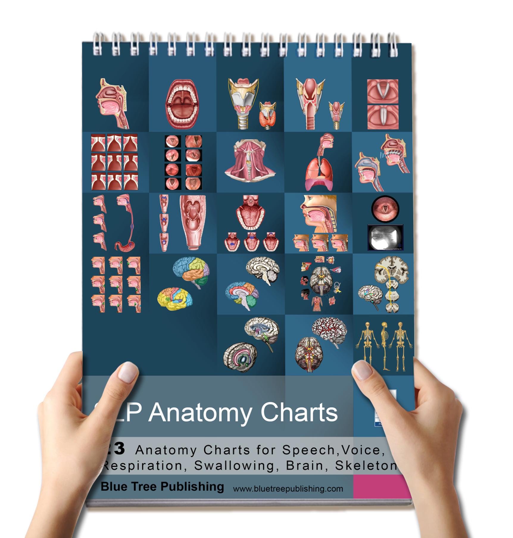 SLP Speech Language Pathologist Anatomy Flip Charts - Etsy