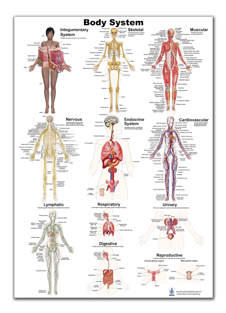 Human Body Systems Poster, Muscular, Nervous, Circulatory, Lymphatic ...