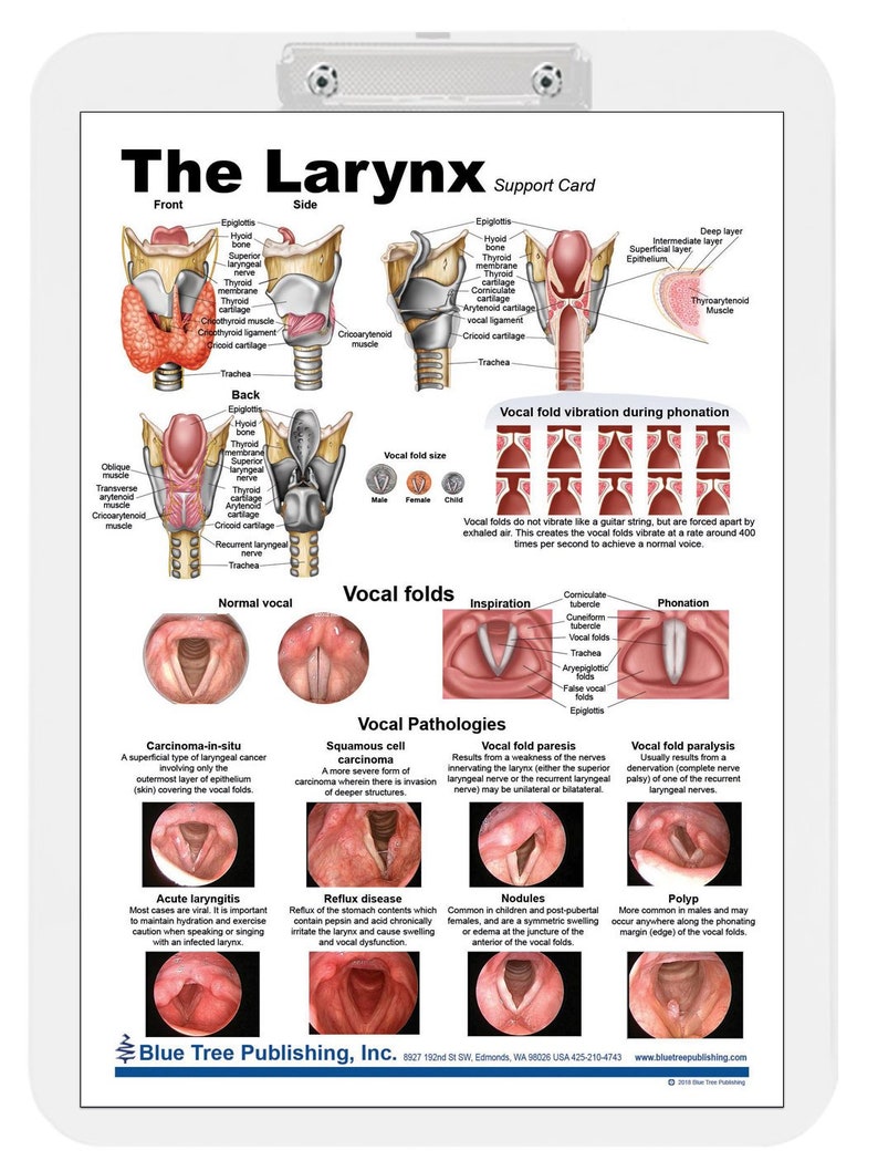 Larynx Dry Erase Clipboard - Etsy