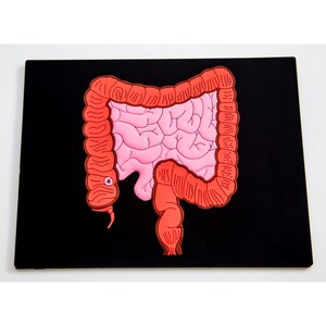 Colon Mat Model With Digestive Chart for Swallowing, Stomach, Appendix ...
