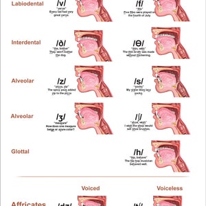 Speech Articulation Anatomical Chart - Etsy