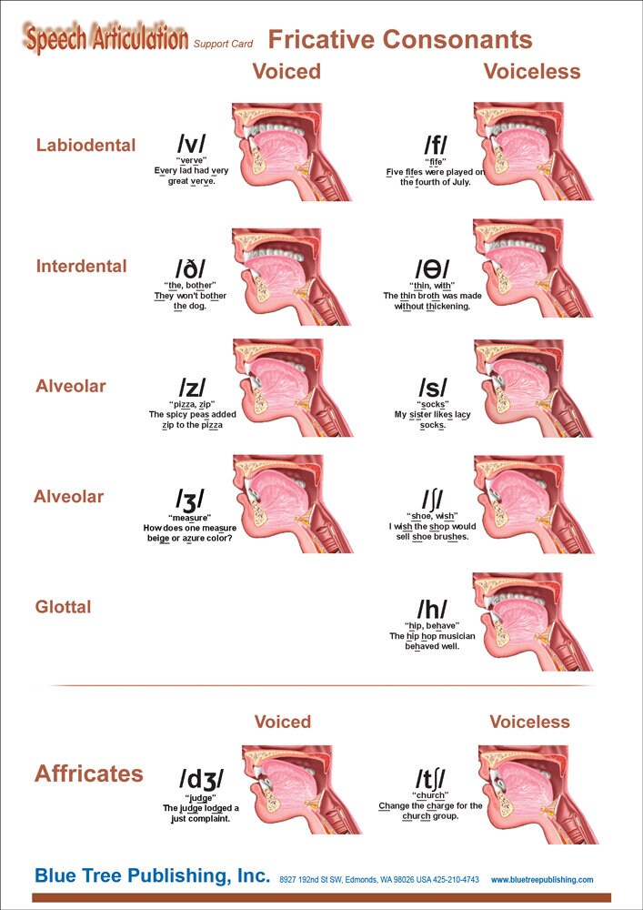 Speech Articulation Anatomical Chart - Etsy