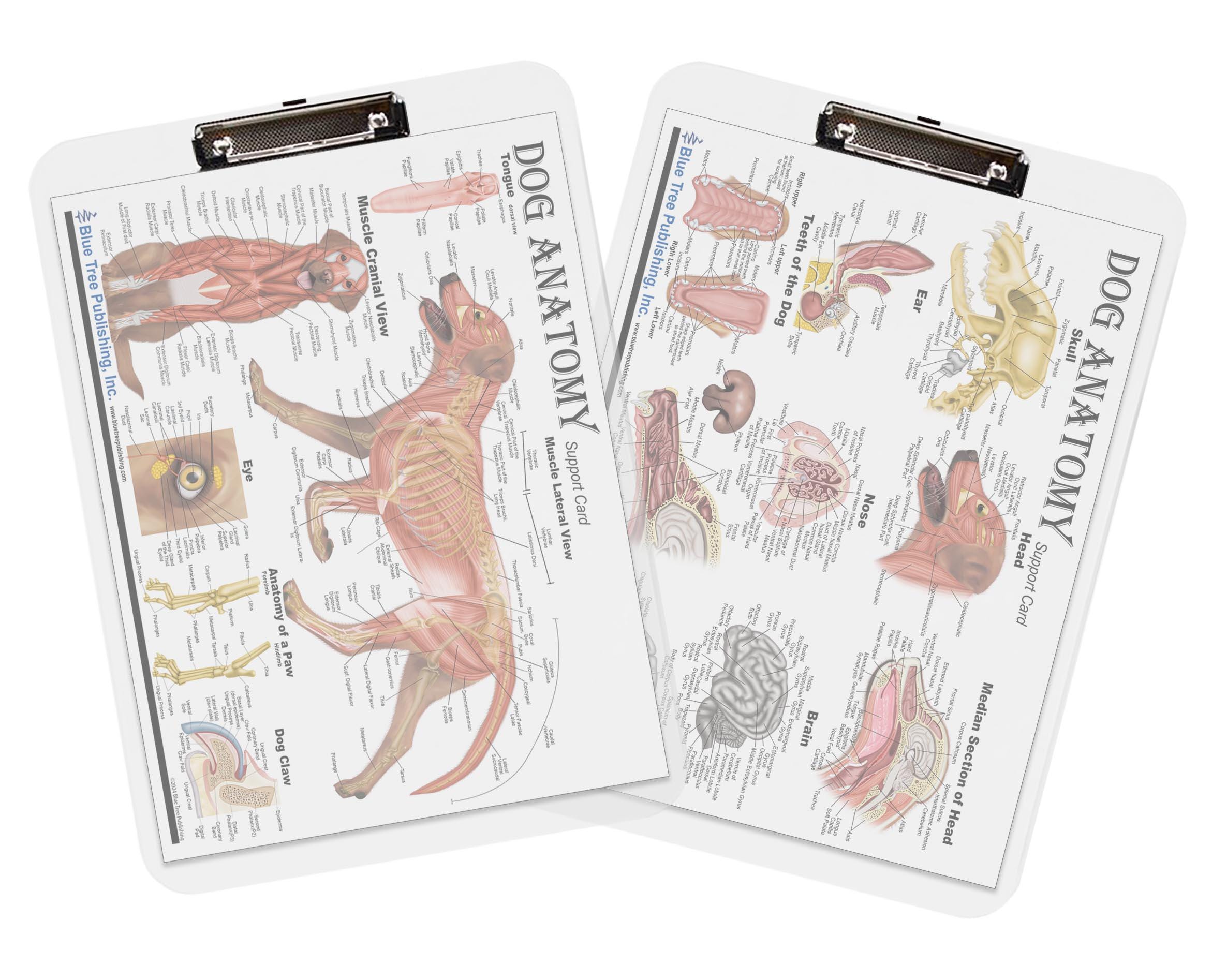Dog Anatomy Set, Flipbook, Clipboard, Anatomy & Veterinary Physiology ...