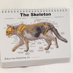 Cat Anatomy Flipbook for Veterinarians and Veterinary Students - Etsy