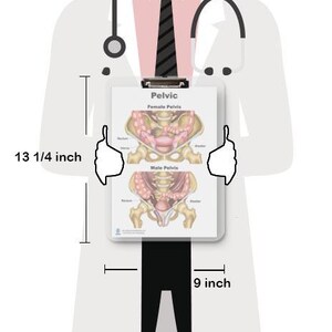 Pelvic Floor Chart 4 Clipboard Set 9" X 13.25" for Physical Therapists ...