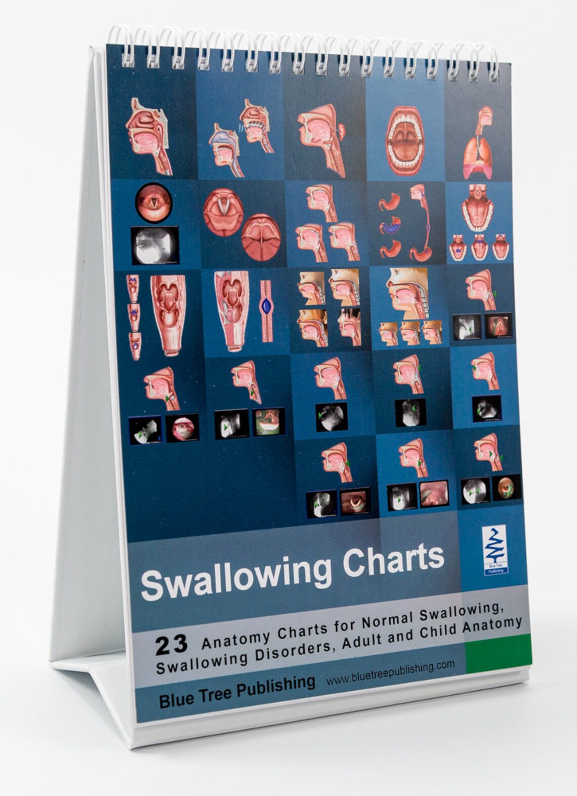 Swallowing Anatomy Flip Charts - Etsy