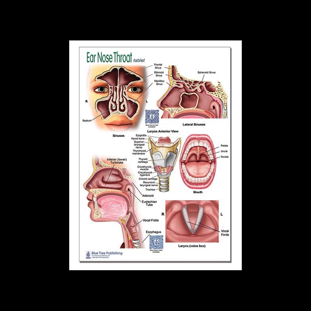 Ear Nose Throat Anatomical Chart, ENT, Pads-50 Sheets per Pad-8 1/4" W ...