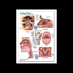 Ear Nose Throat Anatomical Chart, ENT, Pads-50 Sheets per Pad-8 1/4" W ...