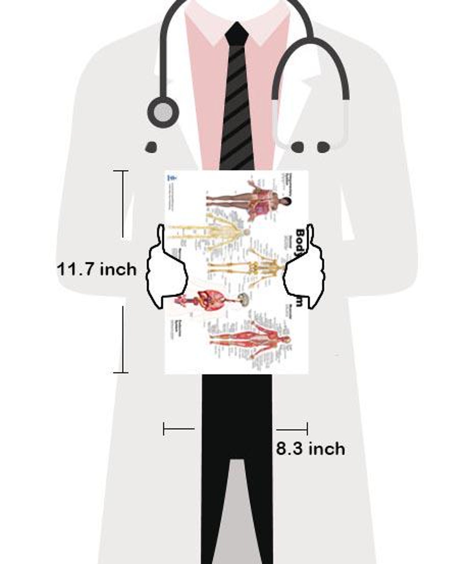 Human Body Systems Poster, Muscular, Nervous, Circulatory, Lymphatic ...
