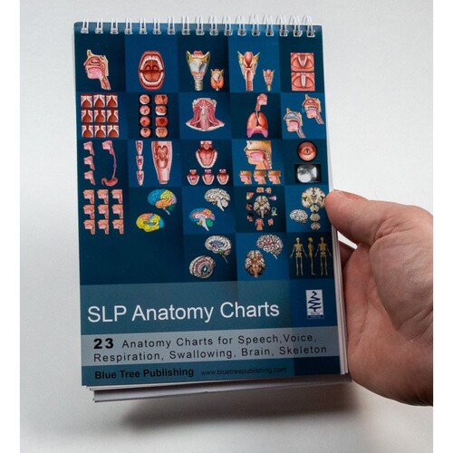 SLP Anatomy Pocket Charts - Etsy