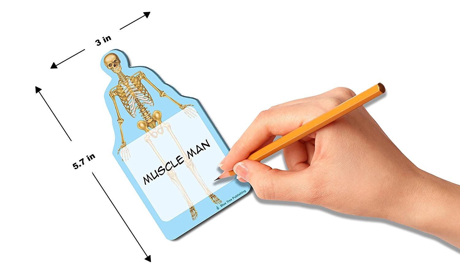 Skeleton Sticky Note - Etsy
