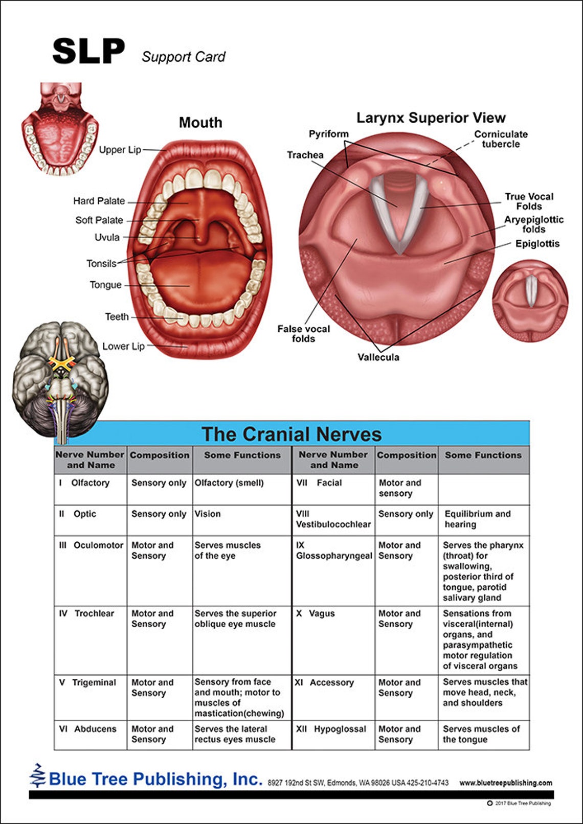SLP Anatomical Chart - Etsy