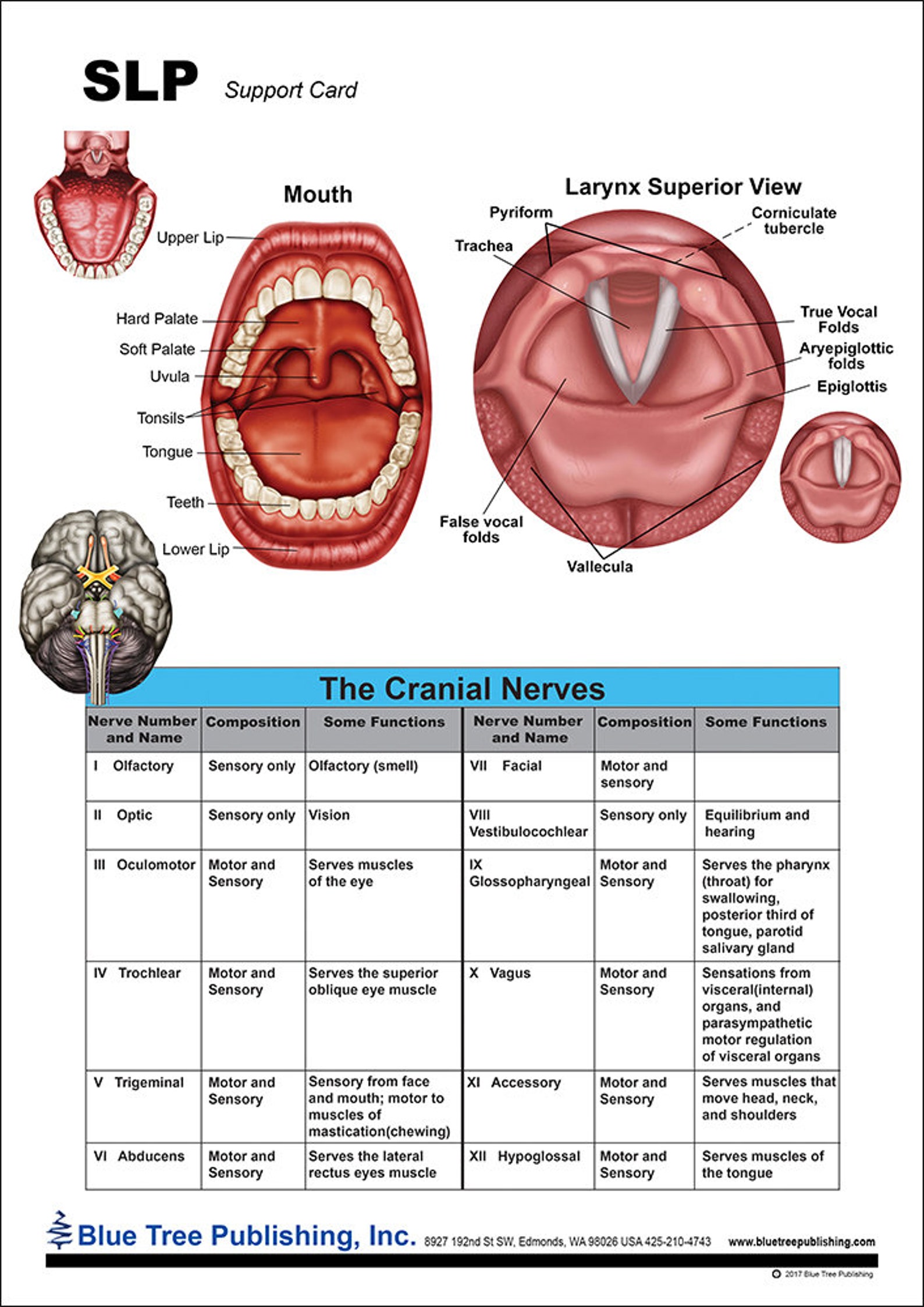 SLP Anatomical Chart - Etsy