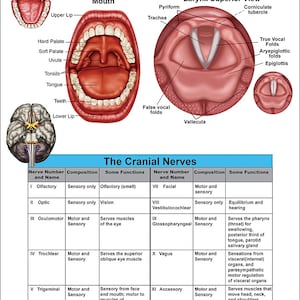 SLP Anatomical Chart - Etsy