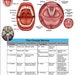 SLP Anatomical Chart - Etsy