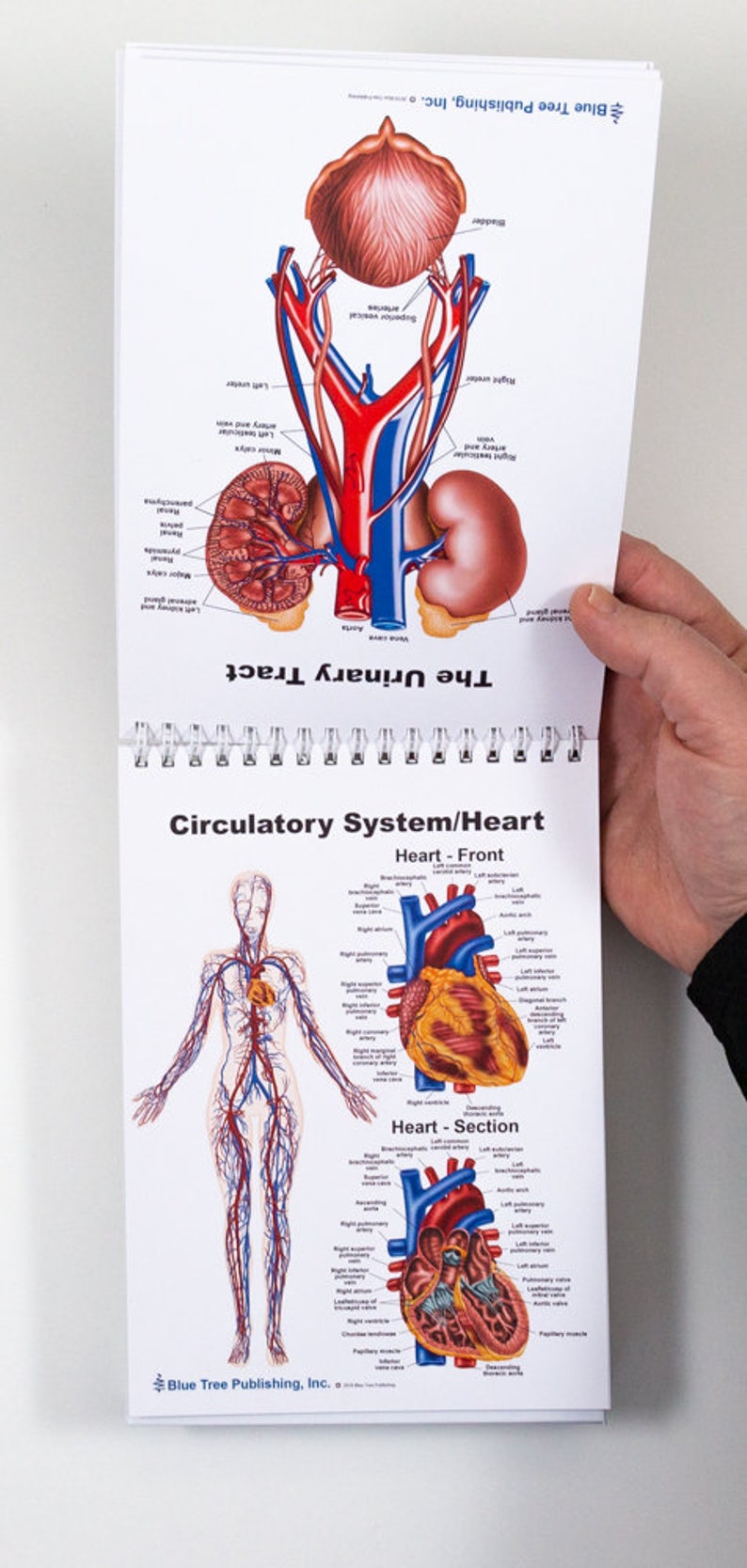 Female Anatomy Flip Charts - Etsy