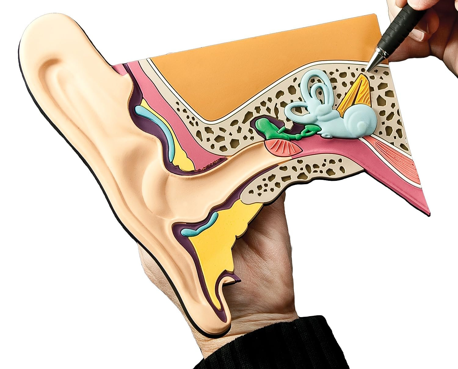 Ear Education for Audiologist, Poster, Charts and Model - Etsy