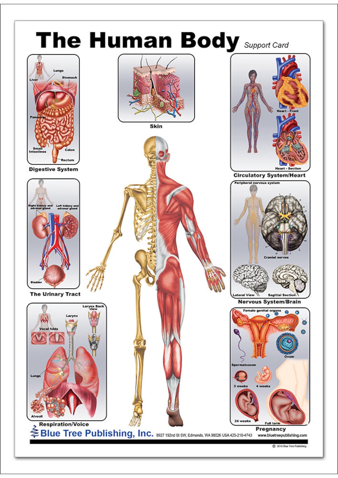 Human Body Anatomical Chart - Etsy