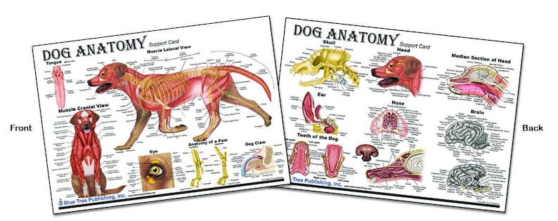 Dog Anatomy 2 Charts for Veterinarians and Students - Etsy