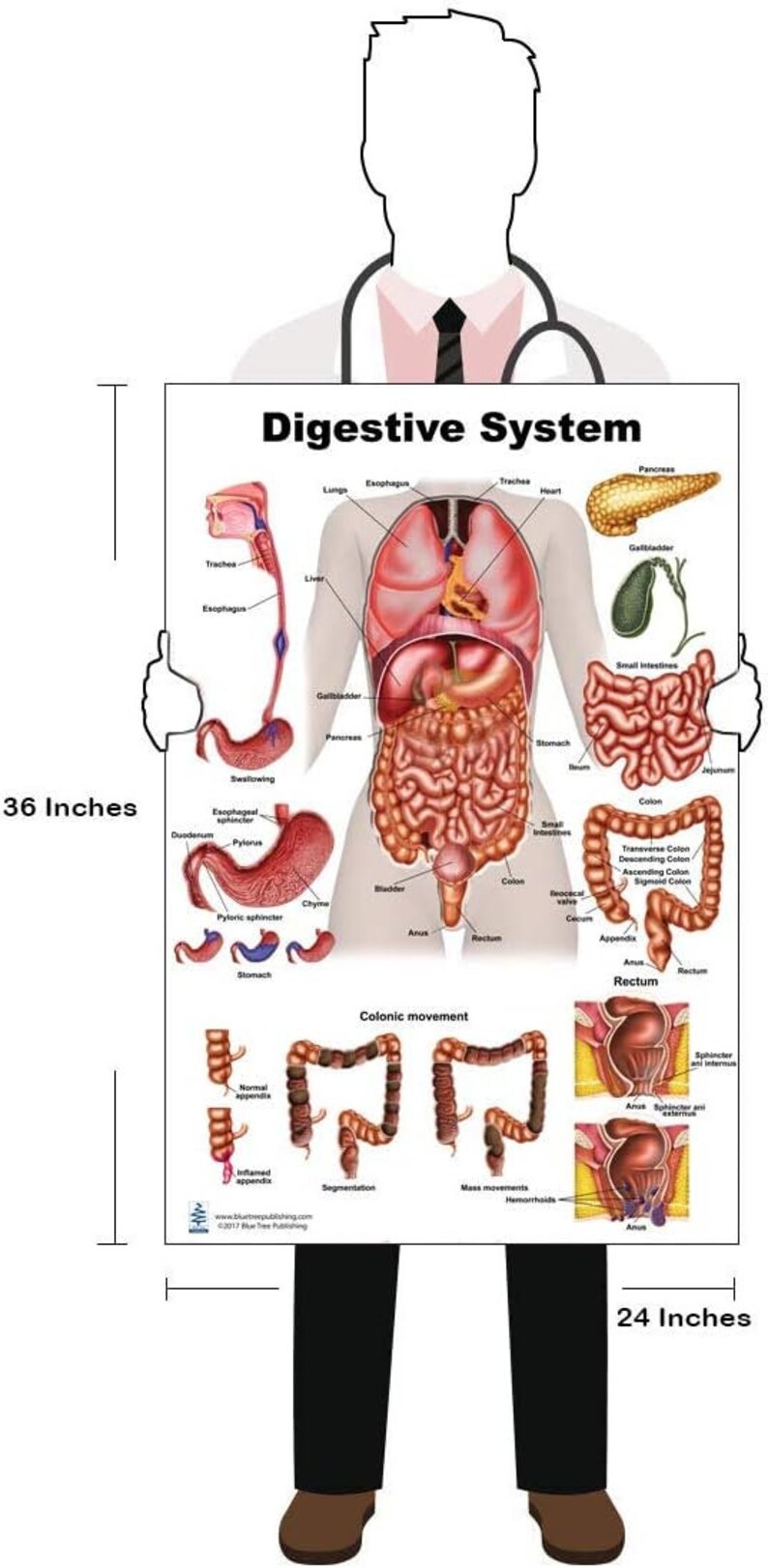 Digestive System Anatomical Chart and Poster - Etsy