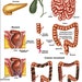 Digestive System Anatomical Chart and Poster - Etsy Canada
