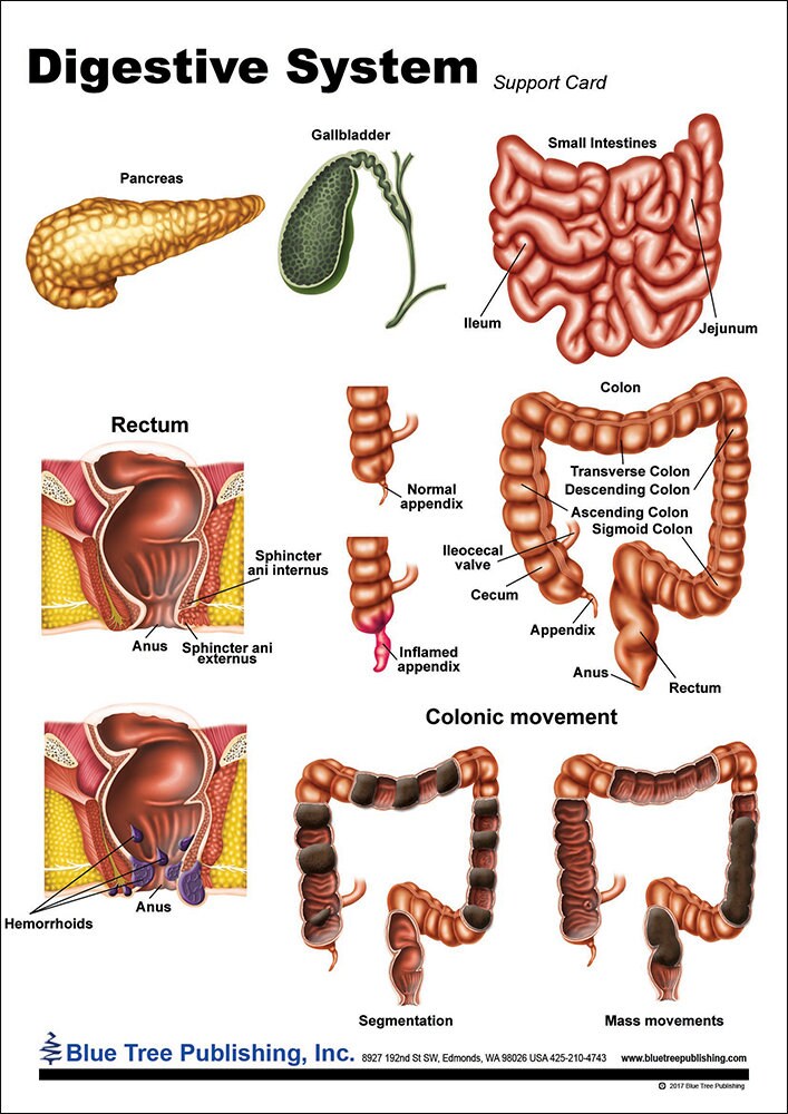 Digestive System Anatomical Chart and Poster - Etsy Australia