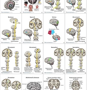 Brain Anatomy Flip Charts for Study of Neurology, Cranial Nerves ...