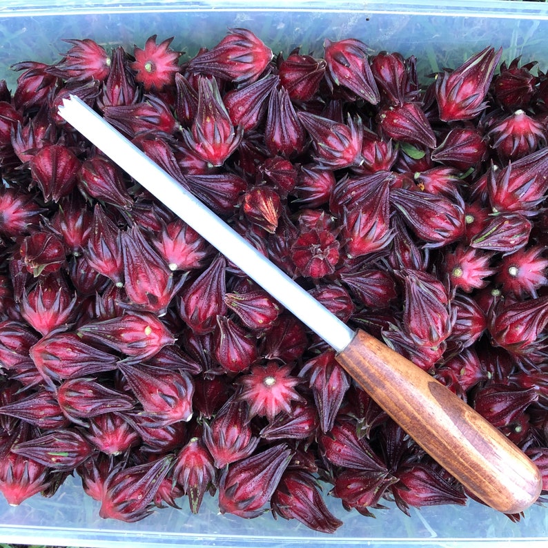 Roselle Seed Jamaica Hibiscus Tea Calyx Deseeding Tool - Etsy