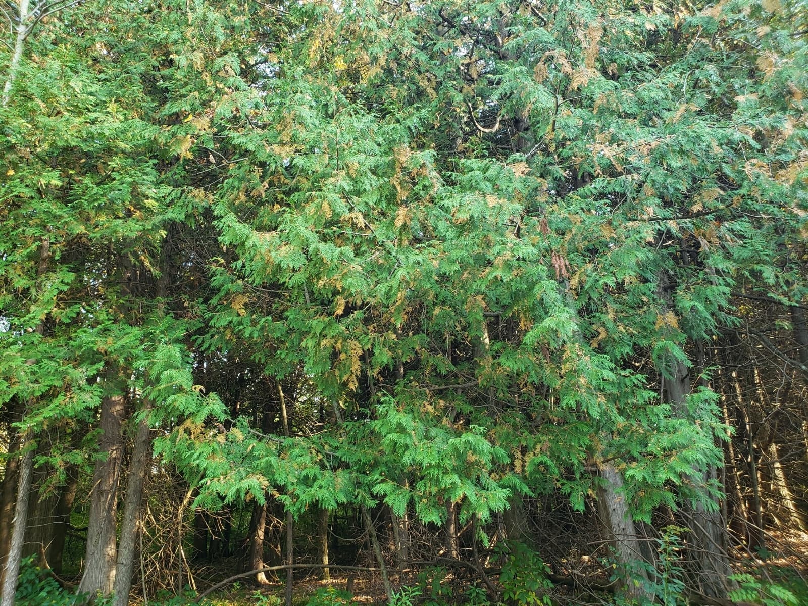 Fresh Hand-picked Cedar Tips Cedar Branches Made-to-order | Etsy