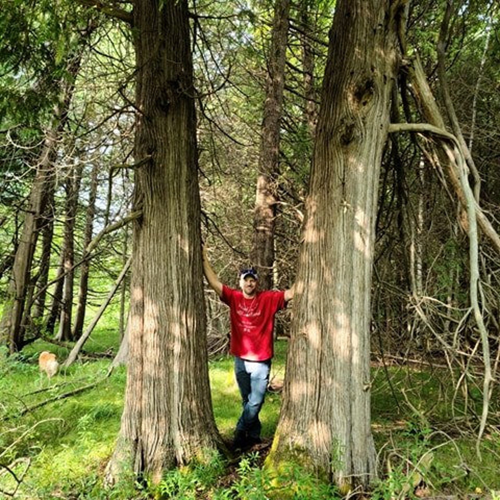 Fresh Hand-picked Cedar Tips Cedar Branches Made-to-order - Etsy