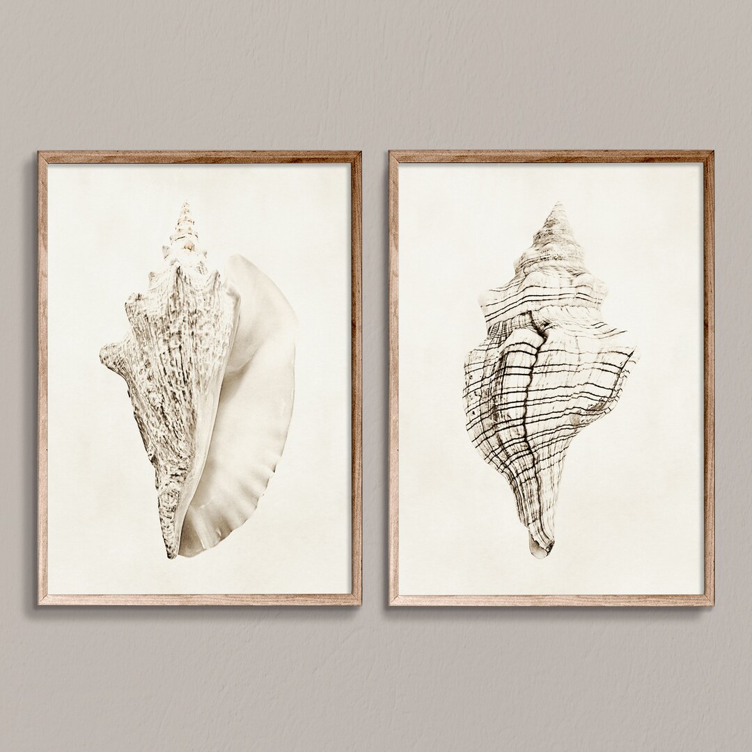 Shell Prints: Neutral Coastal Wall Art (digital Download) - Etsy