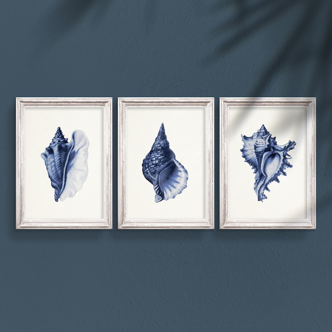 Shell Print Set, Set of 3 Print, Nautical Prints Set, Navy Wall Art Set ...