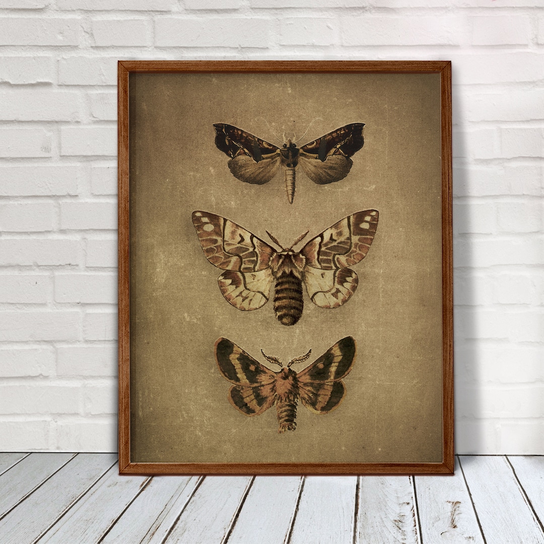 Vintage Butterfly Poster, Moth Art Print, Butterfly Wall Art, Digital ...
