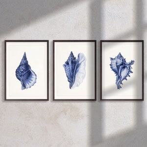 Shell Print Set, Set of 3 Print, Nautical Prints Set, Navy Wall Art Set ...