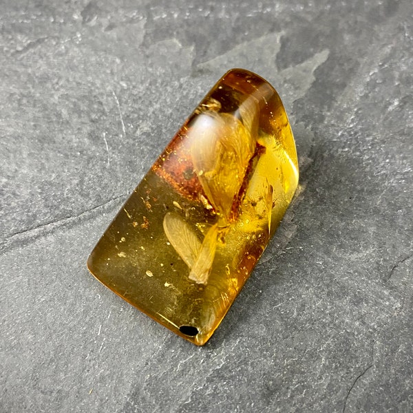 Amber With Insect - Etsy