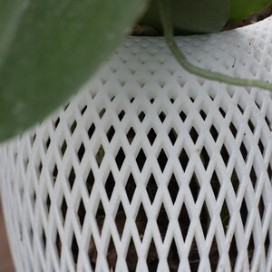 Pesce Orchid Pot - Etsy