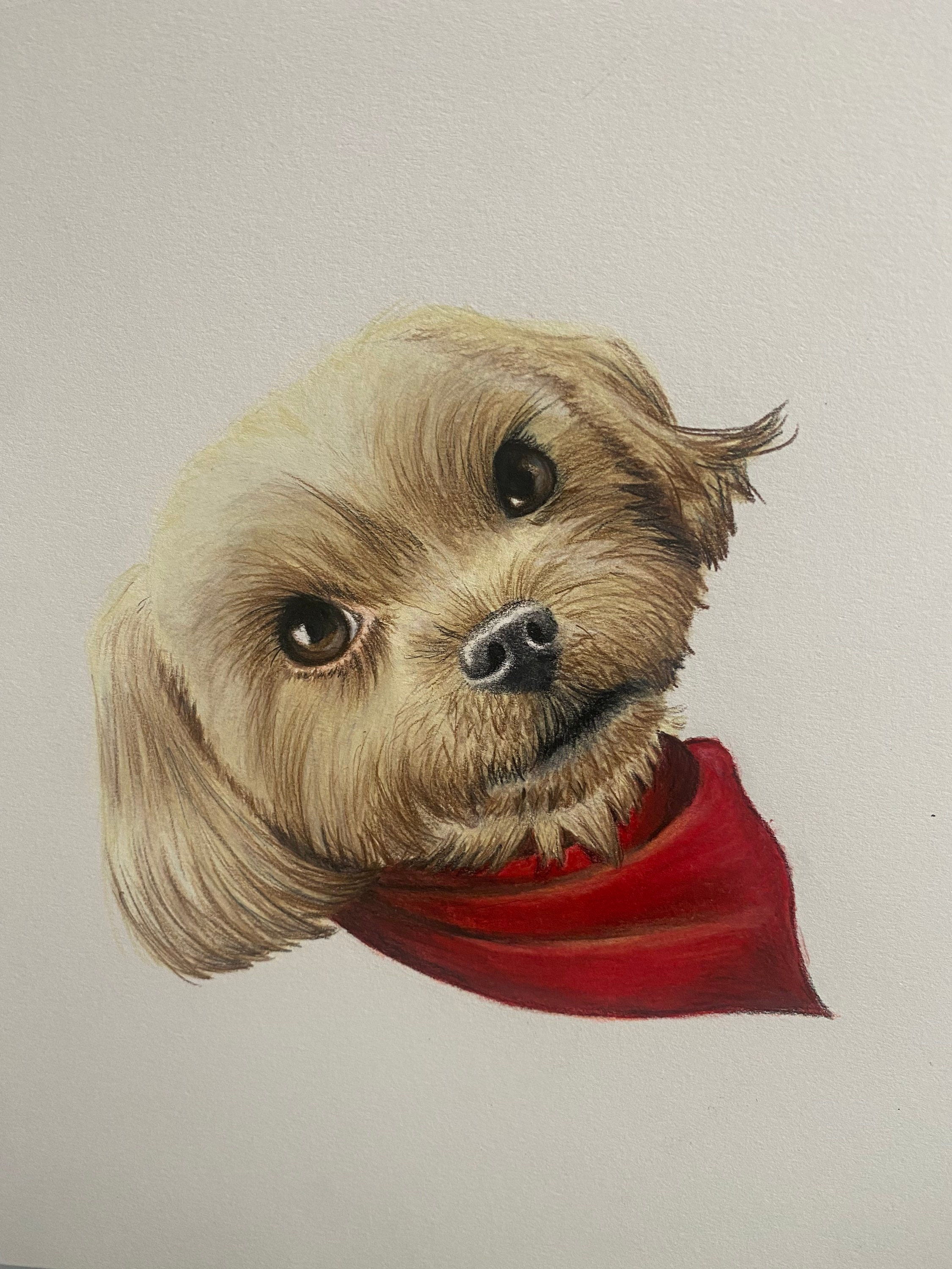 Custom Color Pencil Pet Portrait - Etsy
