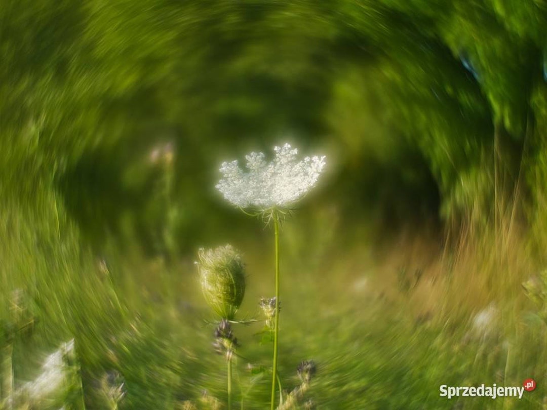 PETZVAL Swirly Bokeh-modified From Lens HELIOS-44-3 +adapter Sony Canon Micro 4/3 Nikon Fujifilm ...