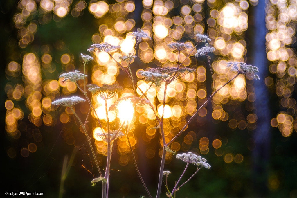 Trioplan Bokeh Lens: Modified Helios 44M-4 for Sony/canon/micro 4/3 - Etsy