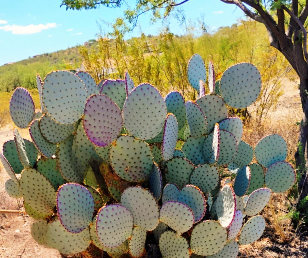 Purple Santa Rita Prickly Pear Pads opuntia Santa Rita W/ Rooting ...