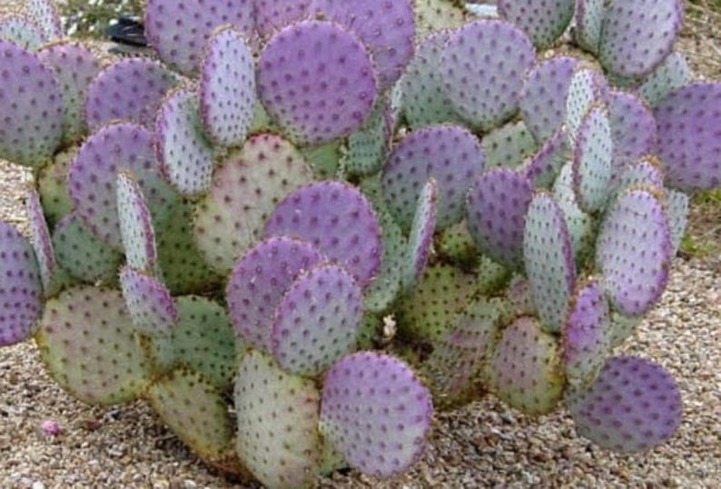 9 - Violet Purple Prickly Pear Pads (opuntia Santa Rita) W/ Rooting ...