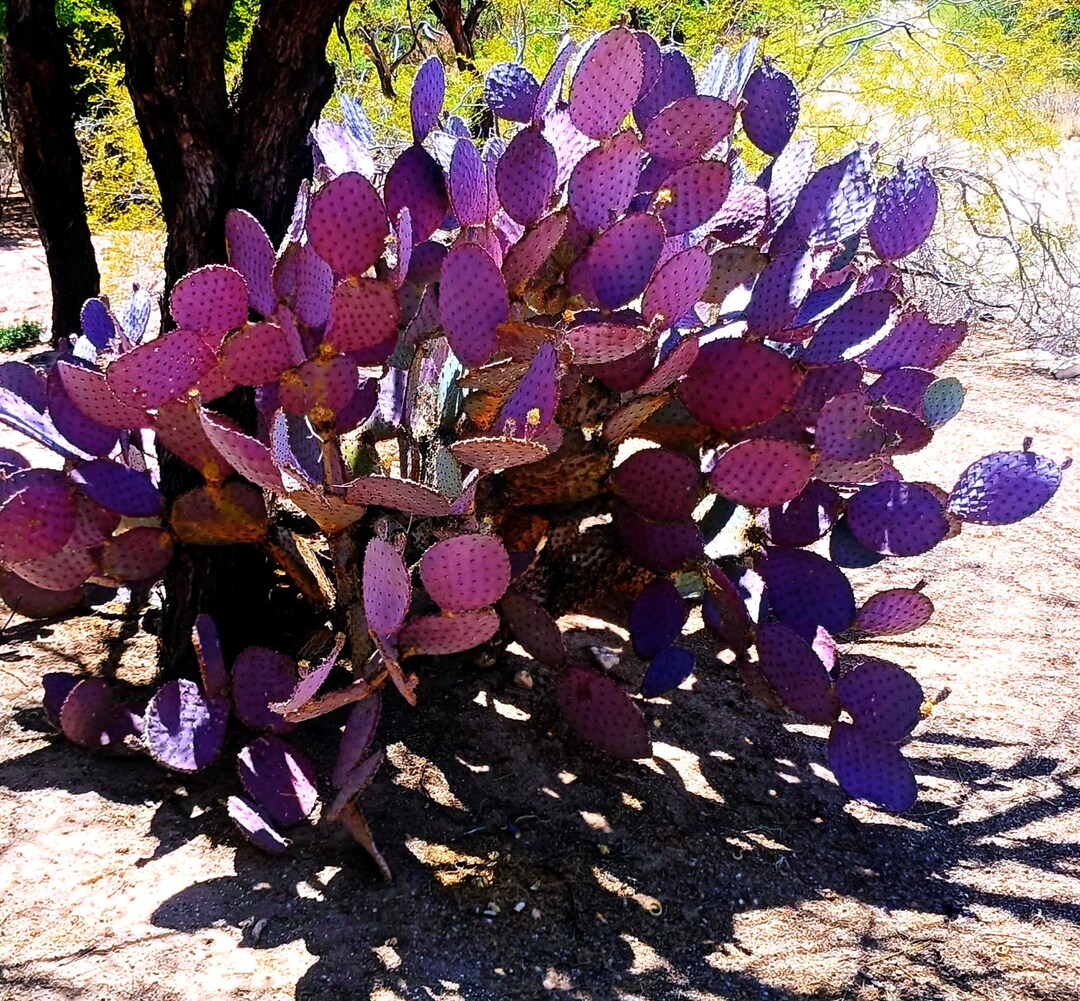 9 - Violet Purple Prickly Pear Pads (opuntia Santa Rita) W/ Rooting ...