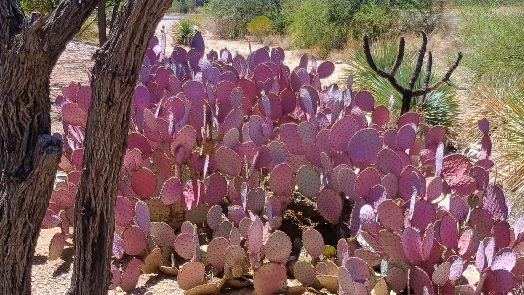 3 - Violet Purple Prickly Pear Pads (opuntia Santa Rita) W/ Rooting ...