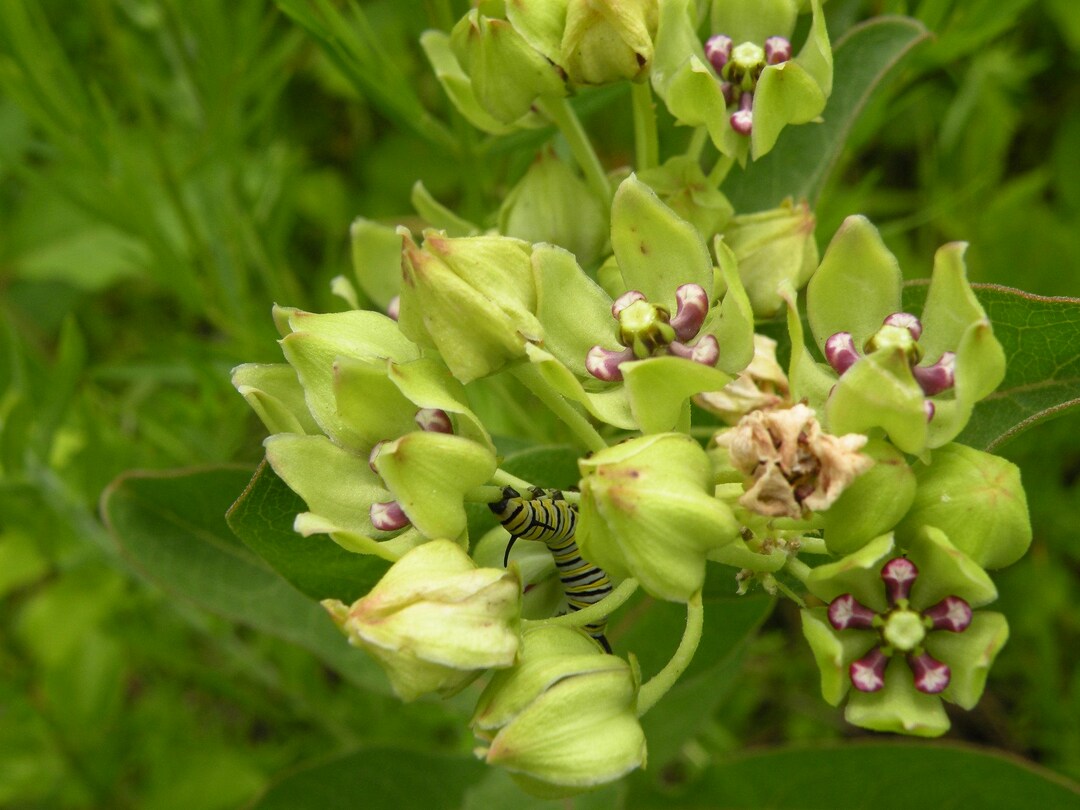 Antelope-horns, Spider Milkweed, Seeds asclepias - Etsy