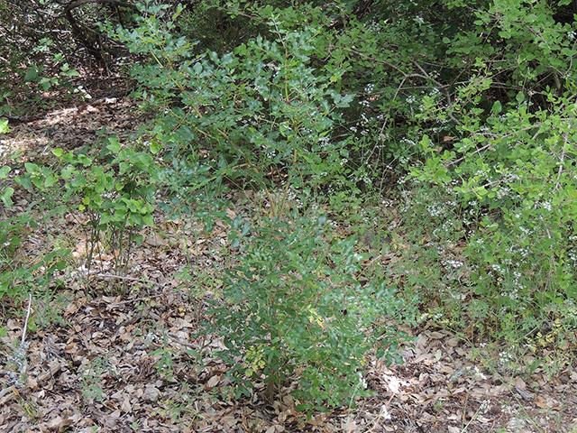 Hercules Club Tree Seeds, Zanthoxylum Clava-herculis, Toothache Tree ...