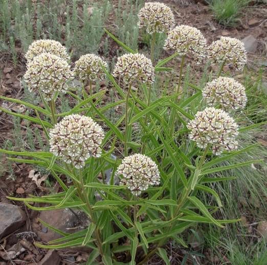 Antelope-horns, Asclepias Asperula, Spider Milkweed, Seeds - Etsy