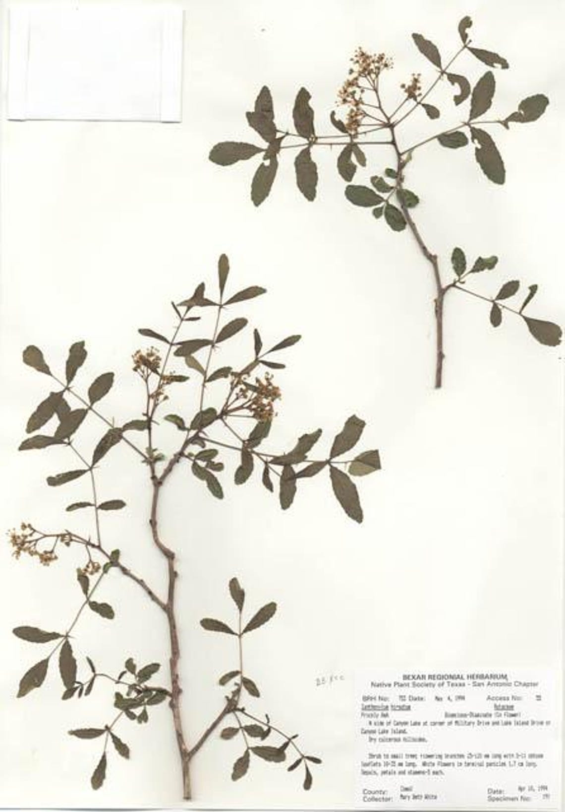 Hercules Club Tree Seeds: Zanthoxylum Clava-herculis, Prickly Ash (10 ...