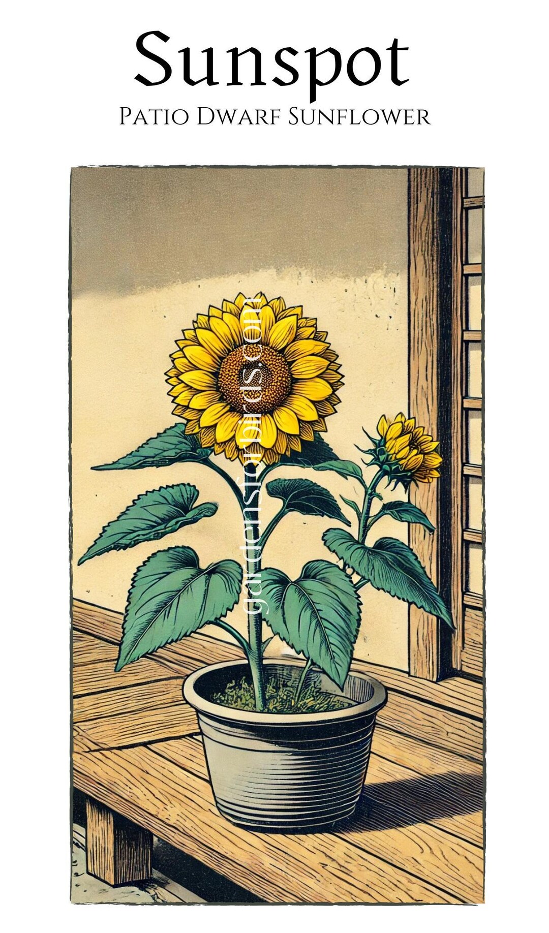 Sunflower, Patio Dwarf Sunspot - Seeds - Etsy