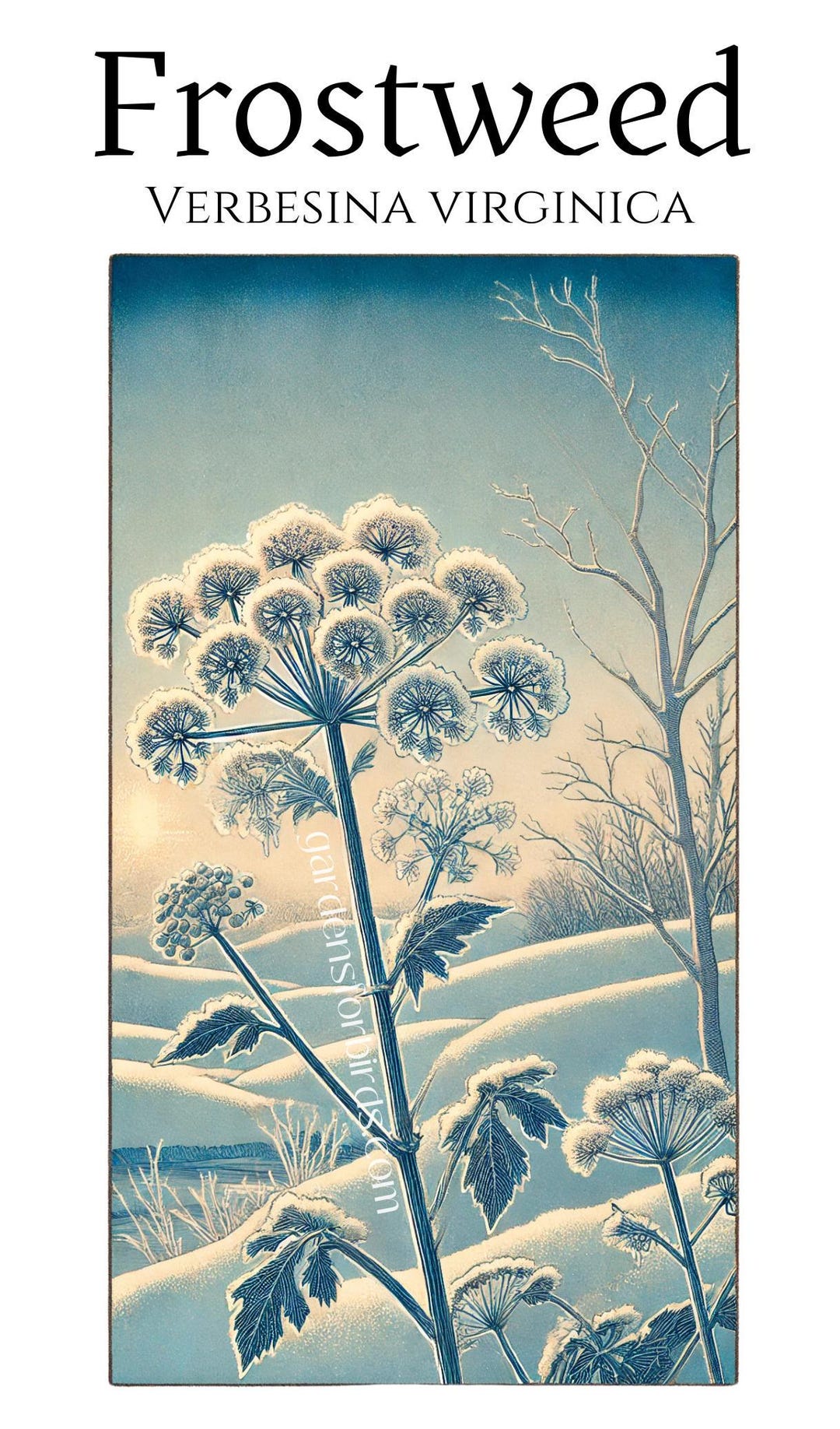 Frostweed, Iceplant, Virginia Crownbeard, Indian Tobacco, Richweed ...